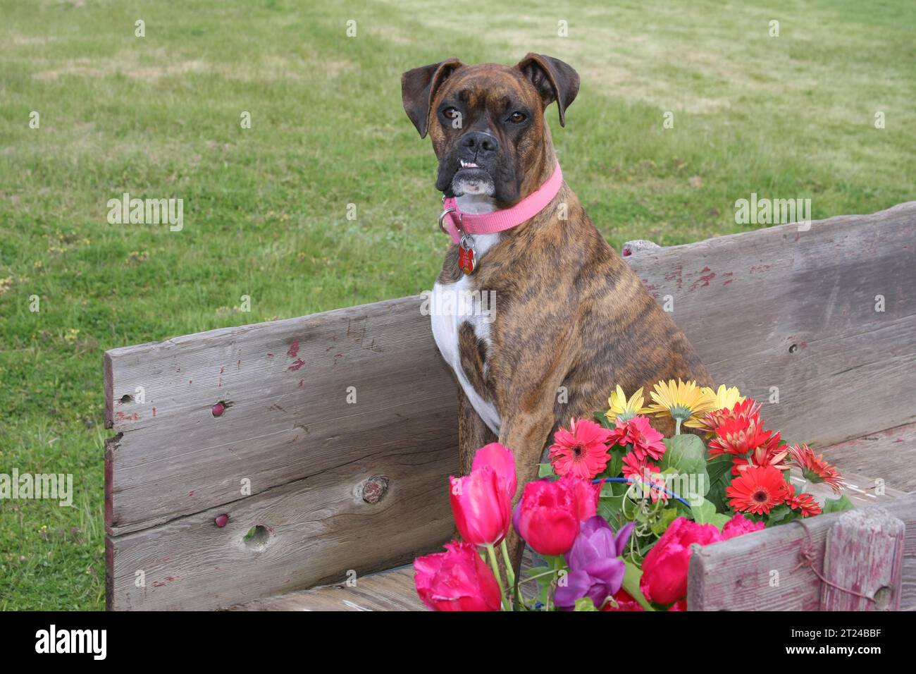 Boxer sitting in old wood trailer with buckets of flowers Stock Photo ...