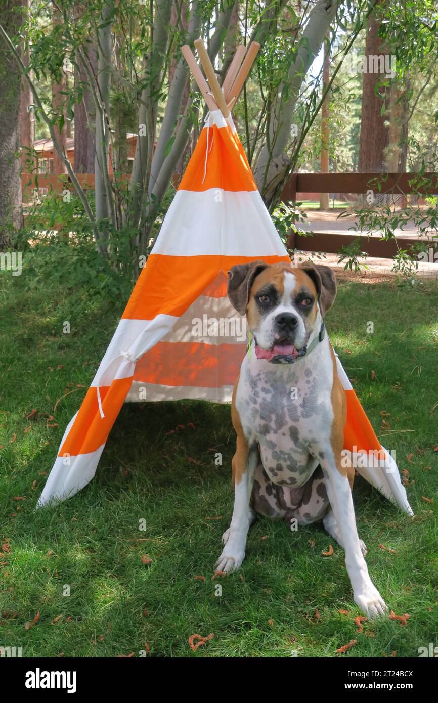Sitting in front of tent hi-res stock photography and images - Alamy