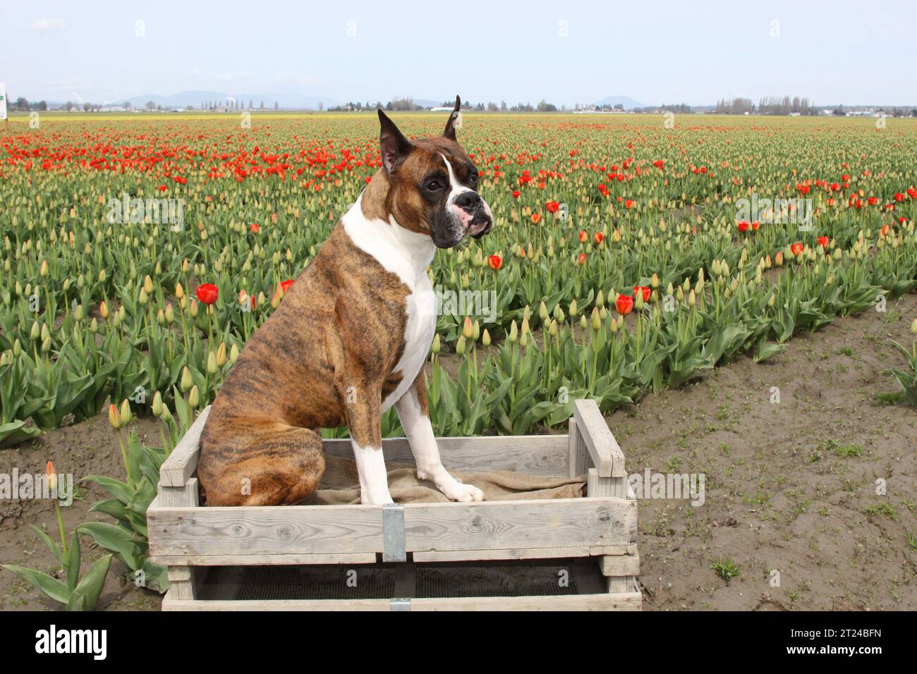 Boxer sitting in tulip packing boxes in front of tulip fields Stock ...
