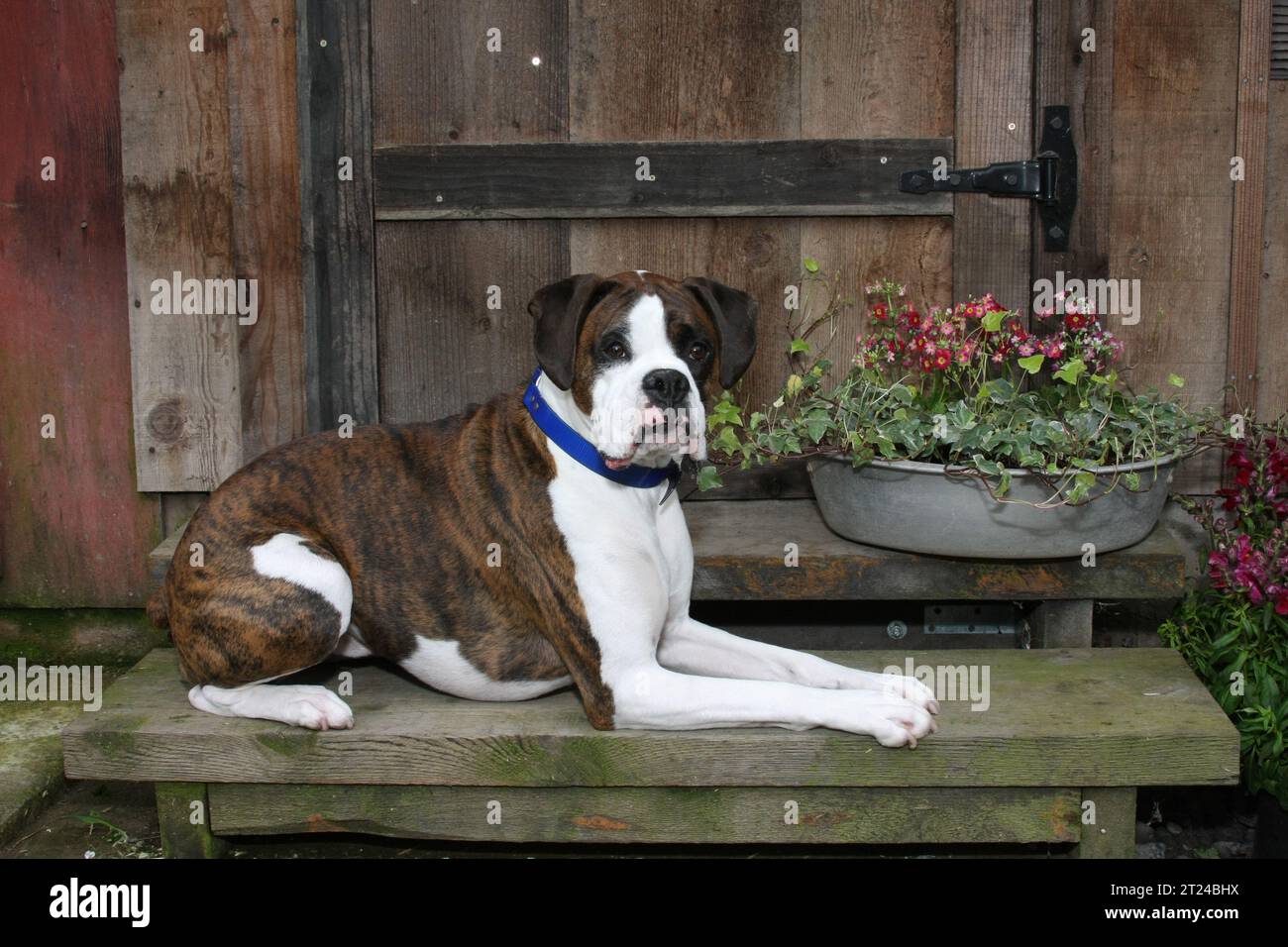 Boxer lying on steps in front of a barn door by bucket of flowers Stock ...