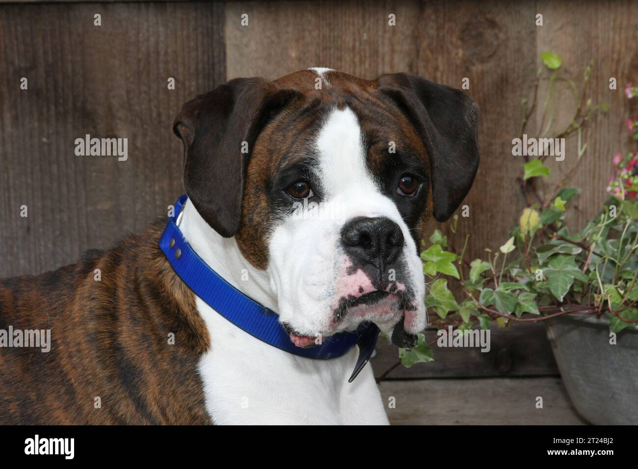 Boxer portrait lying in front of barn door by greenery Stock Photo - Alamy