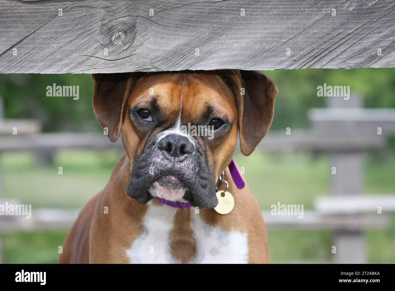 Boxer dog at the fence hi-res stock photography and images - Alamy