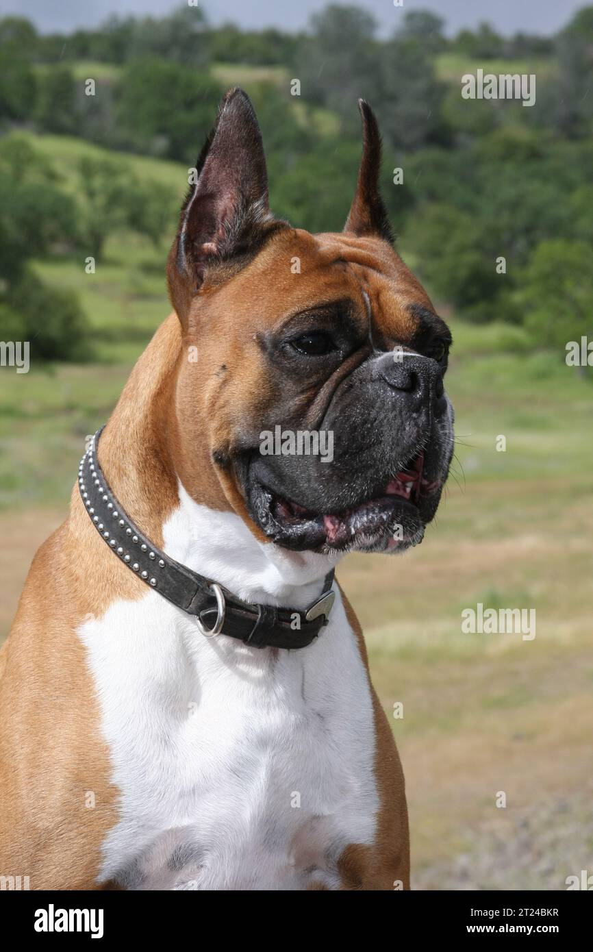 Boxer portrait with trees on a hillside in the background Stock Photo ...