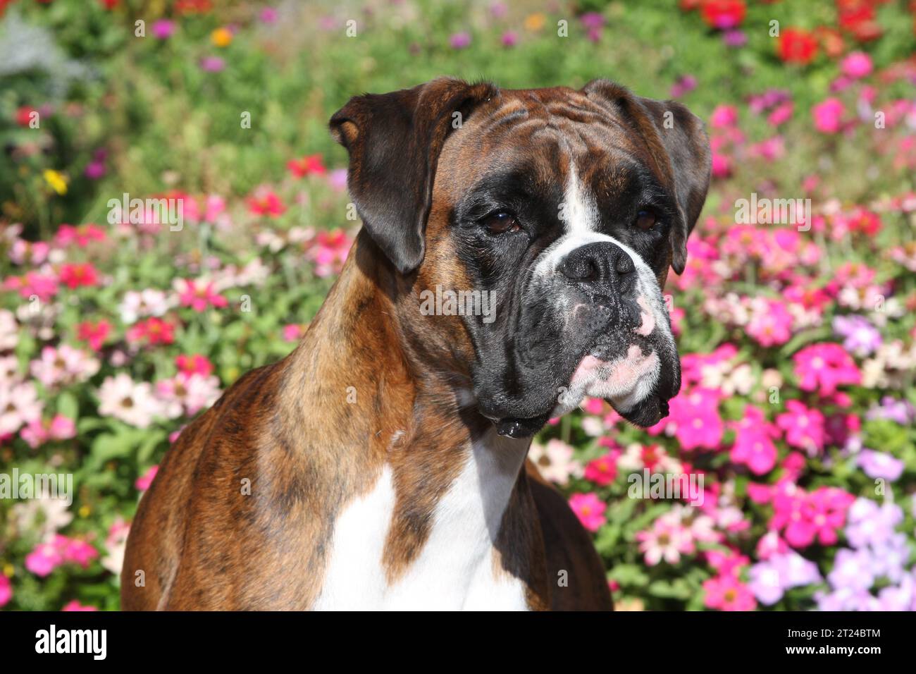 Boxer portrait in a flower garden Stock Photo - Alamy