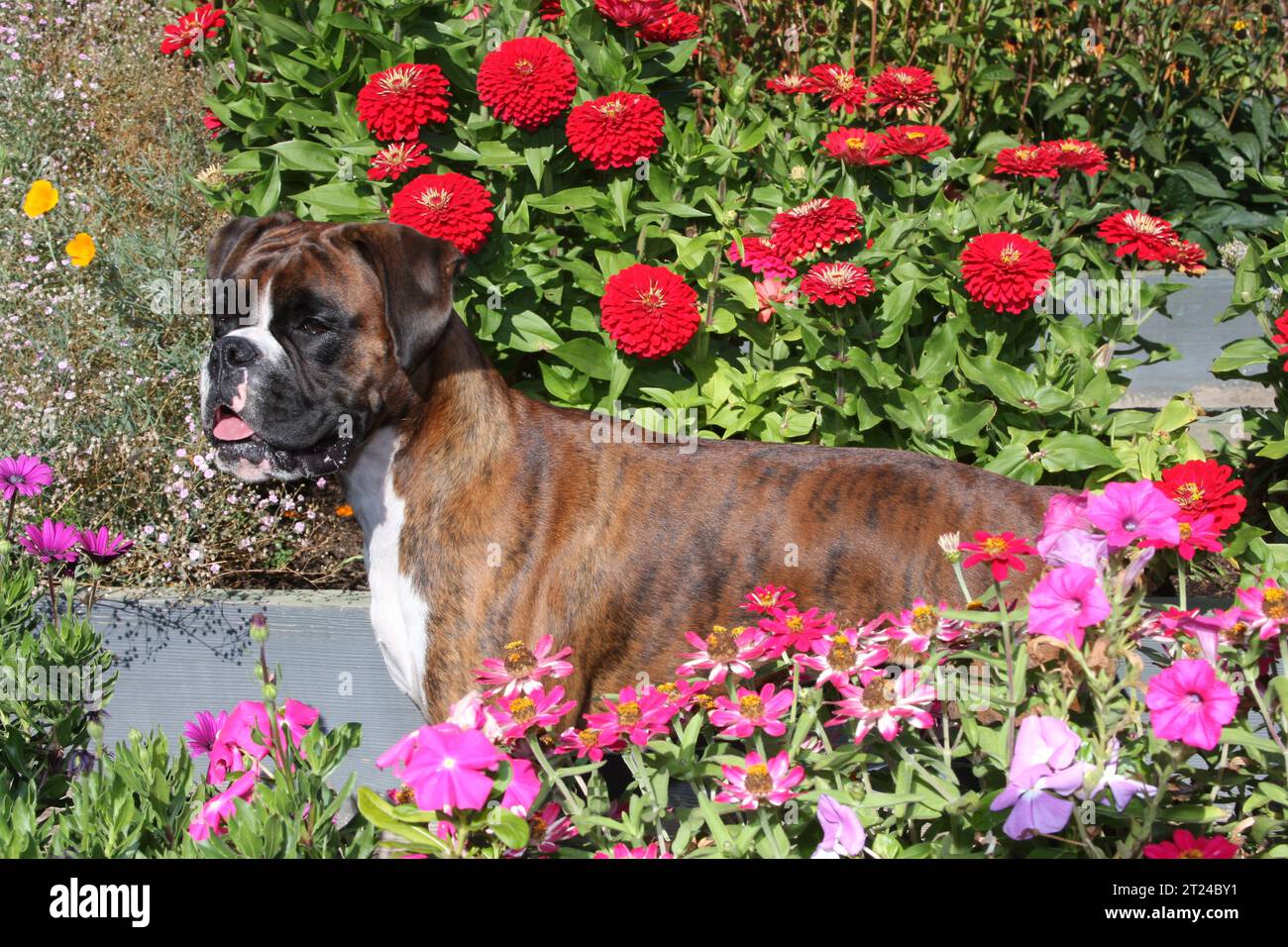 Boxer standing surrounded by garden flowers Stock Photo - Alamy