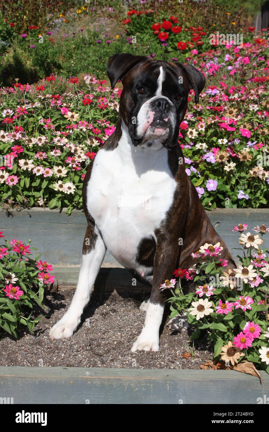 Paws edge hi-res stock photography and images - Alamy