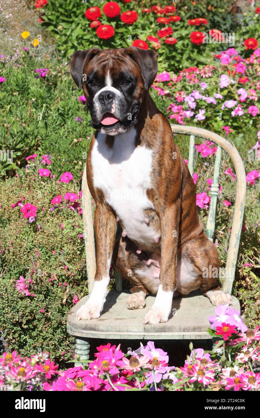 Boxer sitting on chair in flower garden Stock Photo - Alamy