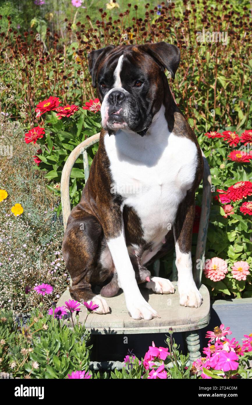 Boxer sitting on chair in flower garden Stock Photo - Alamy