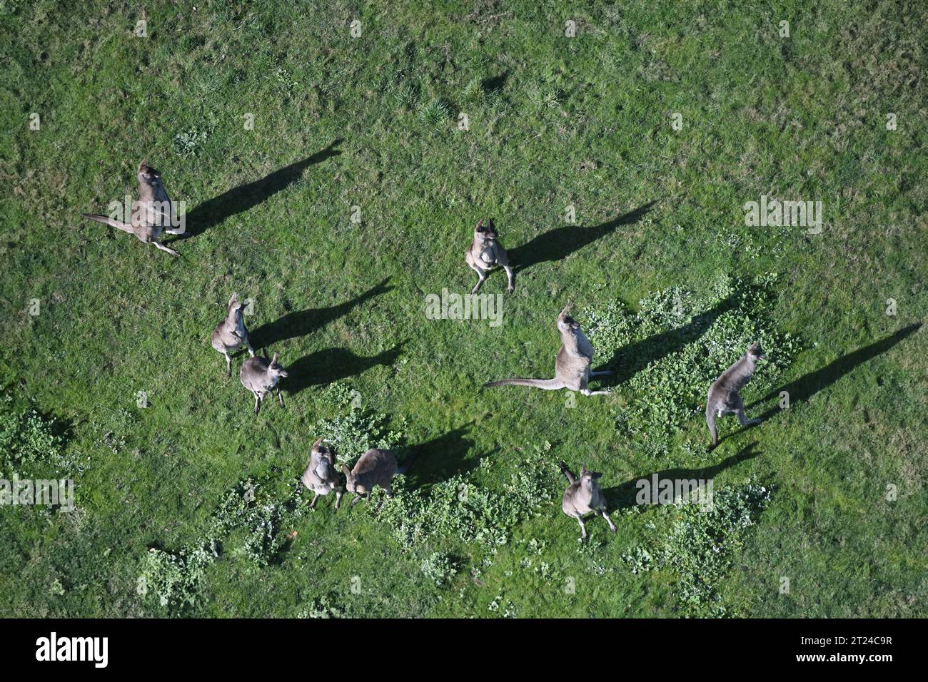 Cute australian animal scene hi-res stock photography and images - Alamy