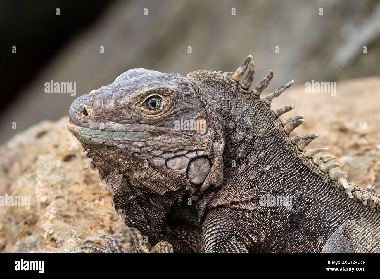 Closeup of Green Iguana (Iguana iguana) on the island of Aruba. Lying ...