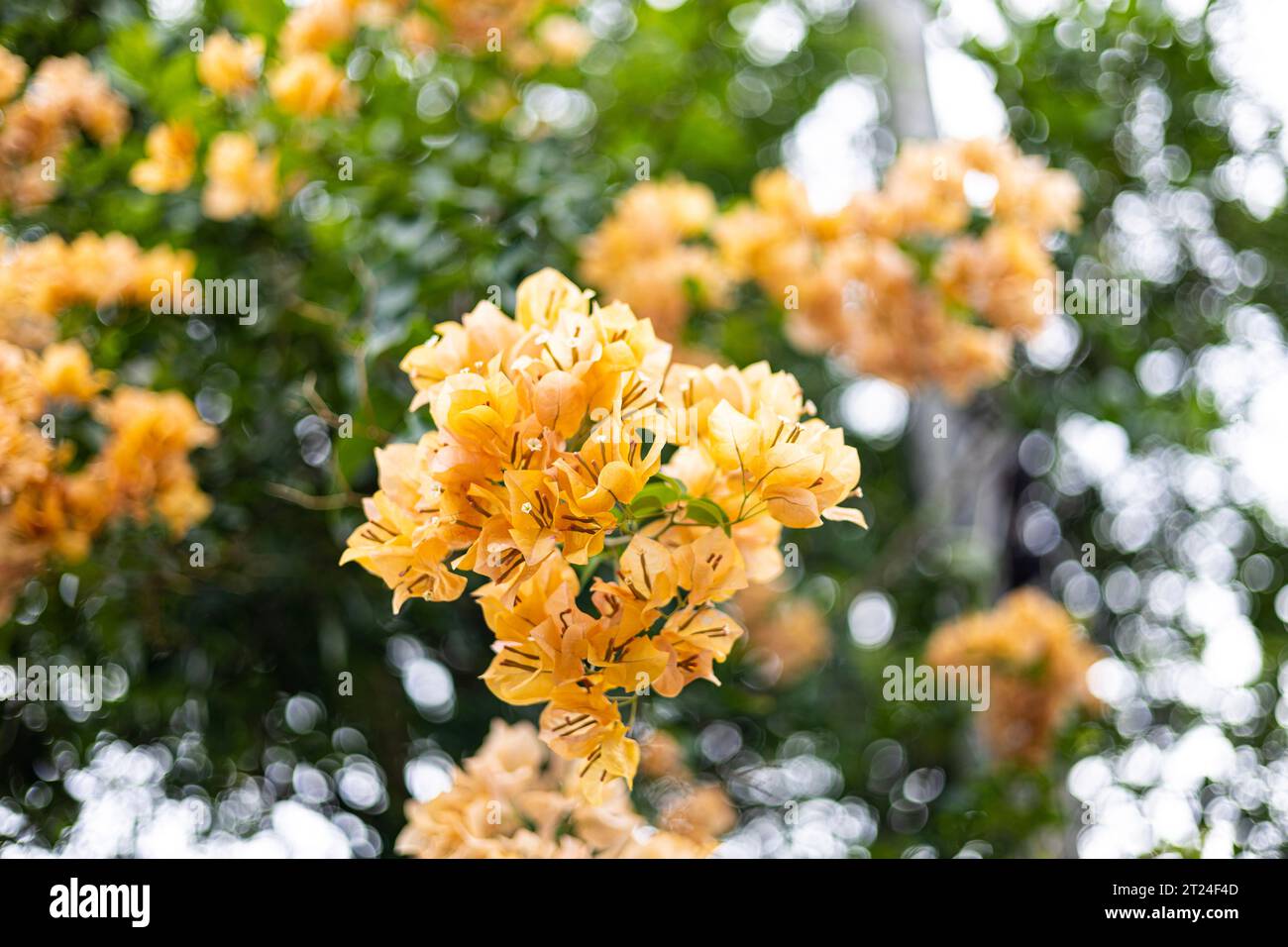 Orange Bougainvillea Flowers In The Garden, Backgrounds for ...