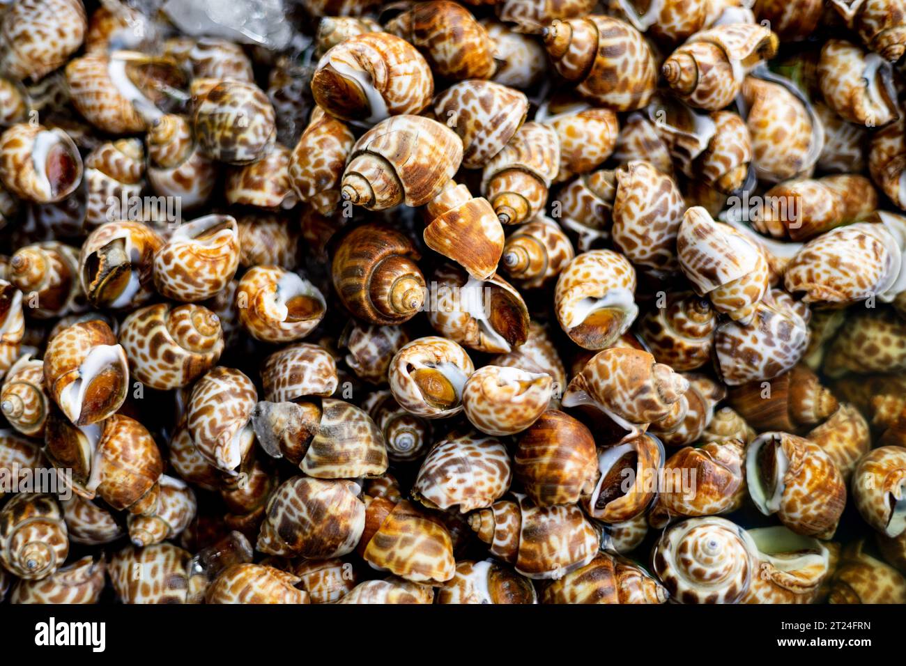 Seashells In The Seafood Market, backgrounds and wallpapers in cooking ...