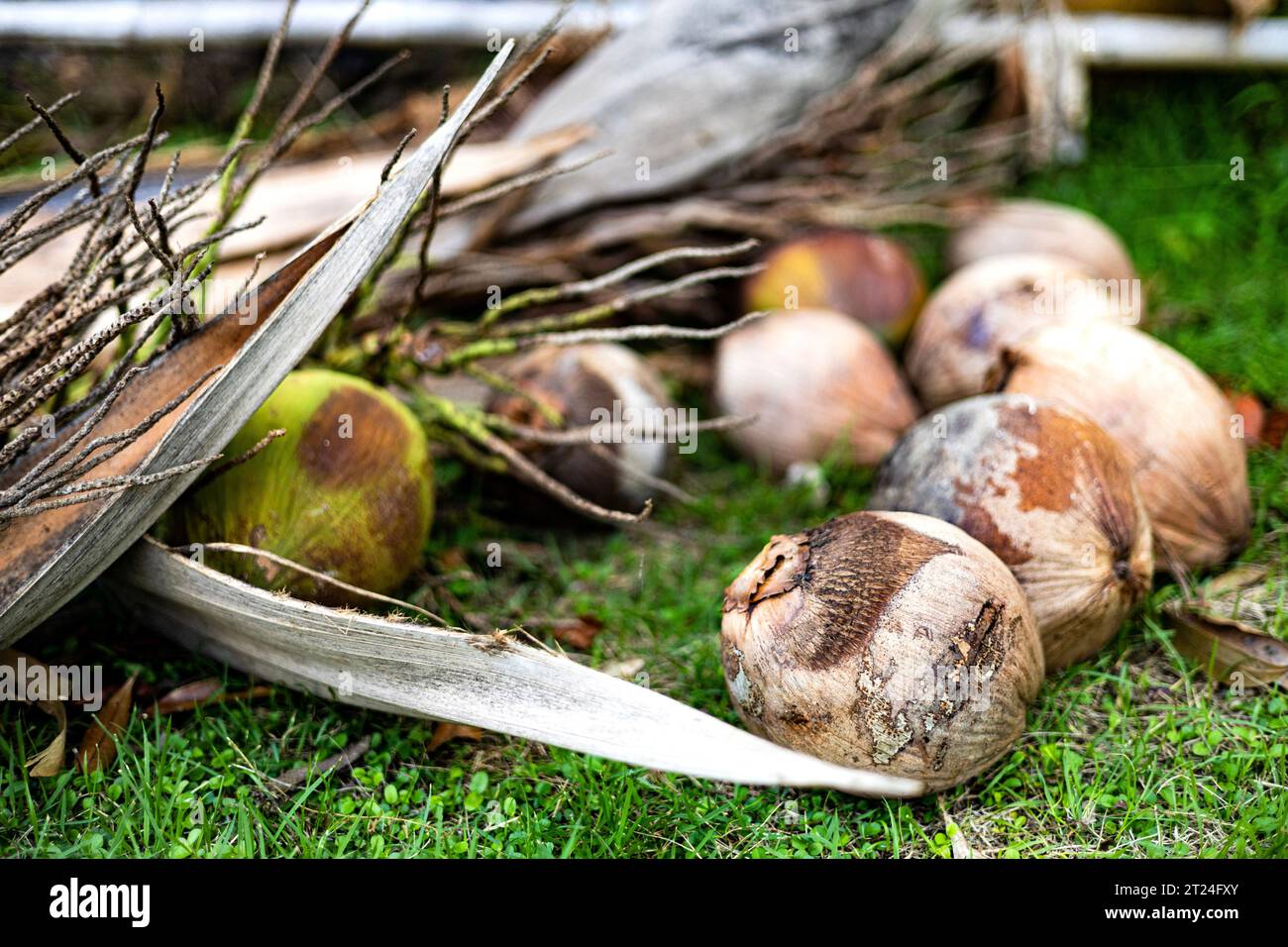 Some Old Coconuts Are Placed On The Green Grass, Backgrounds for ...