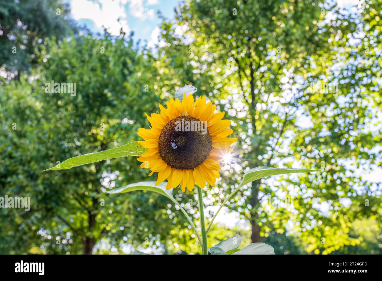 Setting sun over field of blooming sunflowers. Bright photo of ...