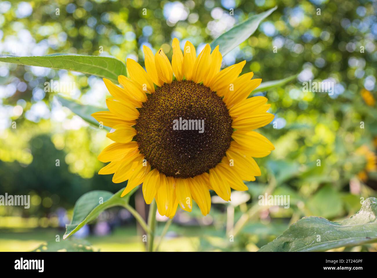 Setting sun over field of blooming sunflowers. Bright photo of ...
