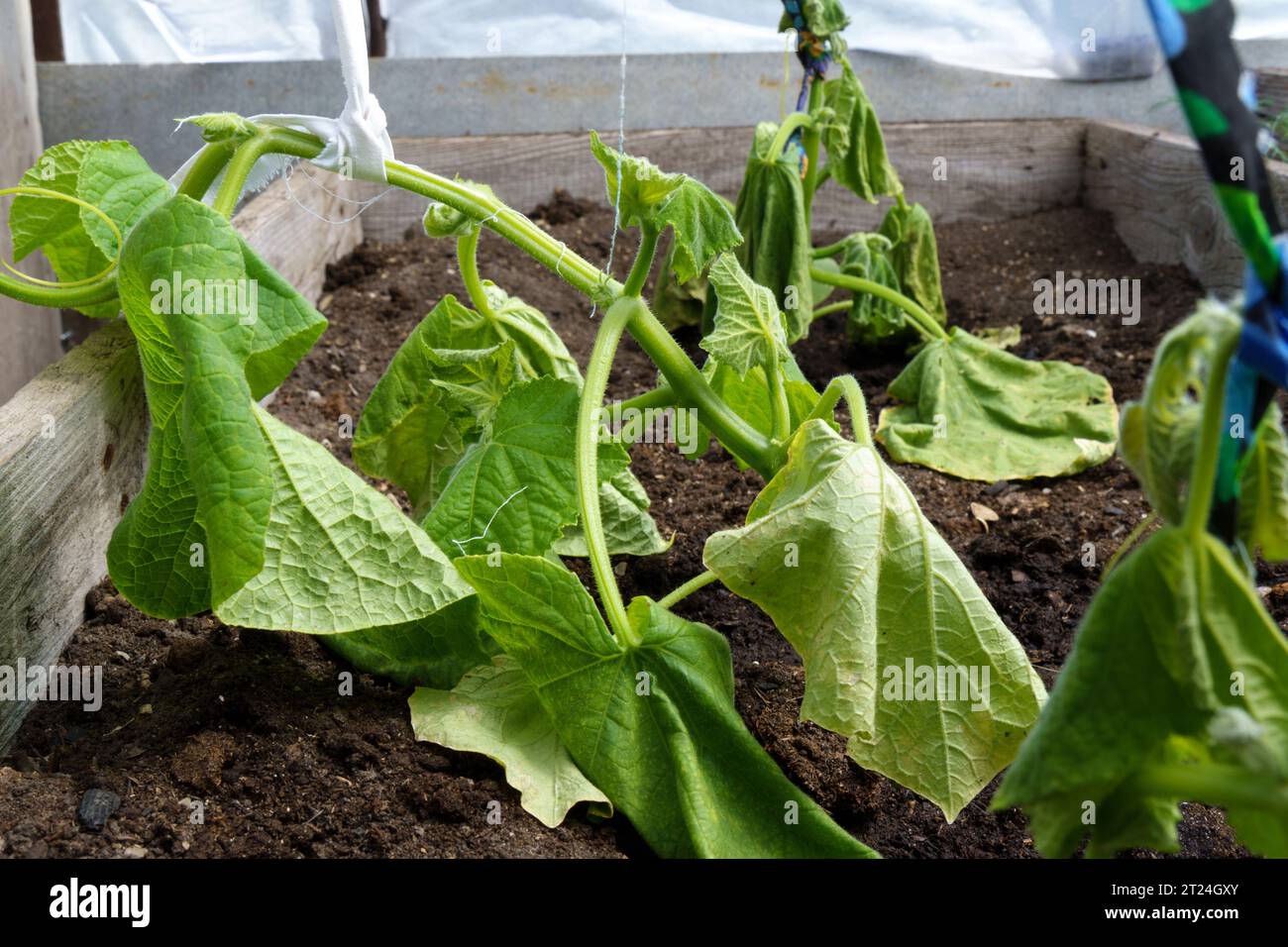 Spoiled cucumber, dry season. Ecological threat in agriculture. Spoiled ...