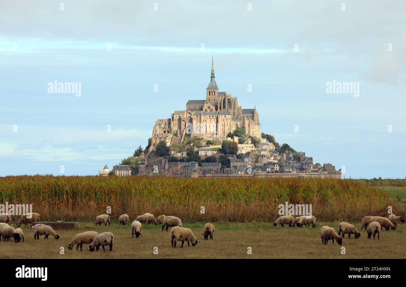 Mont Saint Michel Abbey in France and the flock of SUFFOLK sheep Stock ...