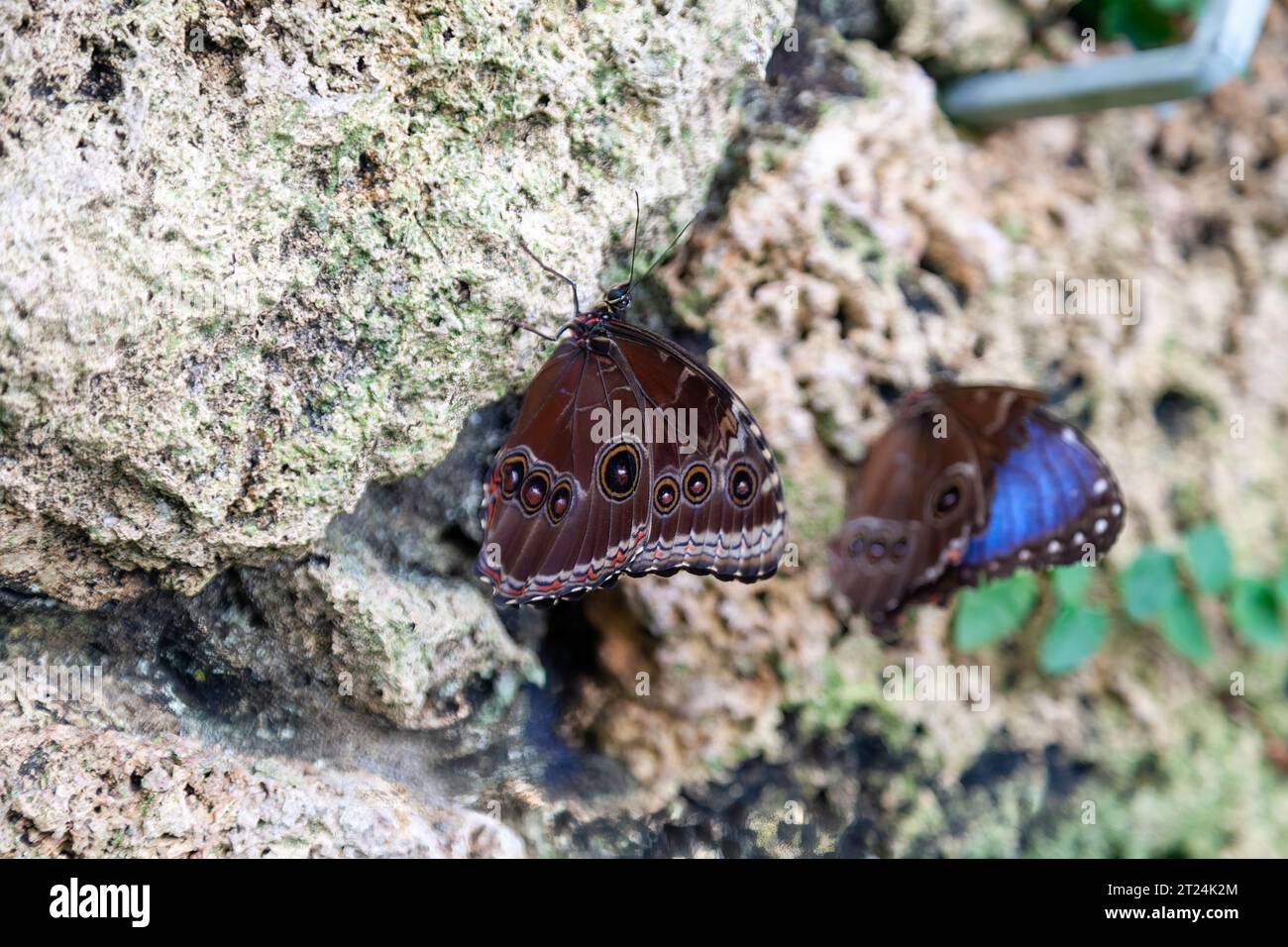 Morpho (Morpho peleides) mating. Butterflies garden in Copenhagen Stock ...