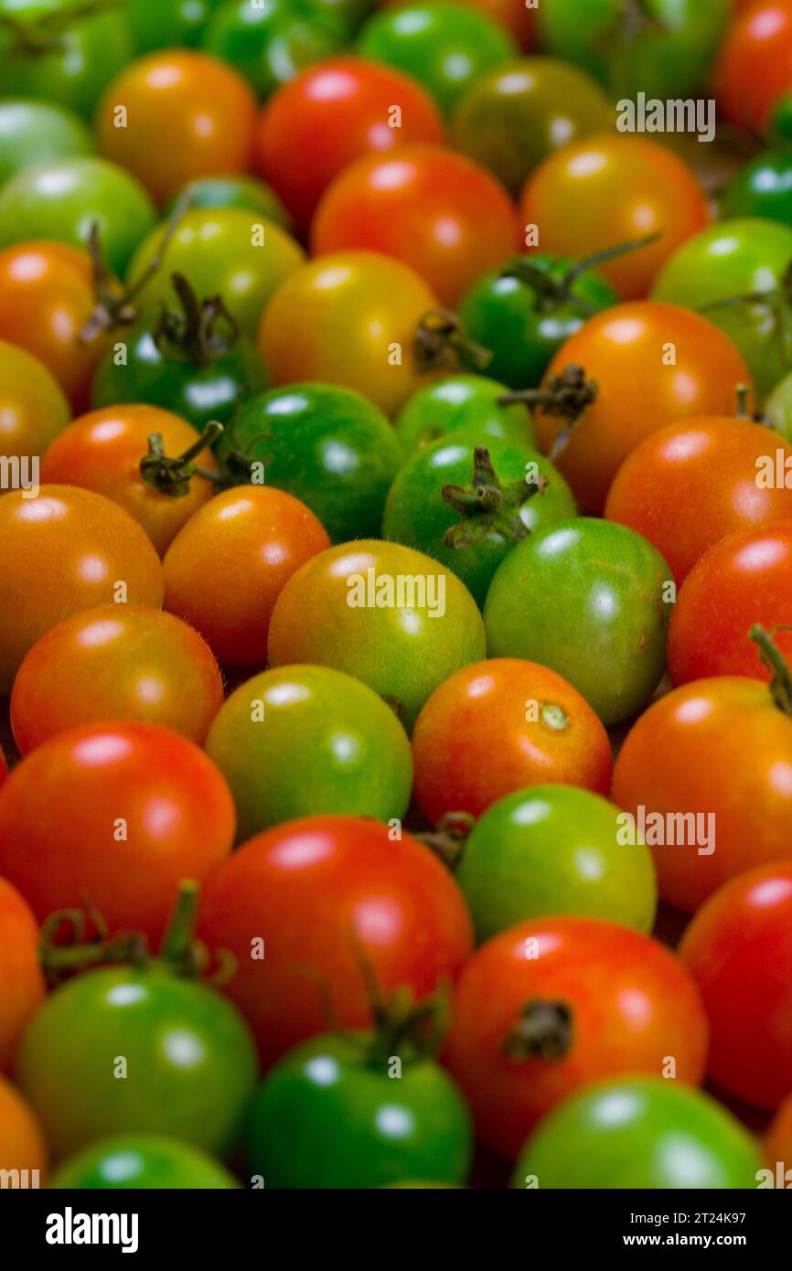 Organically Grown Cherry Tomatoes at Various Stages of Ripeness Stock Photo - Alamy