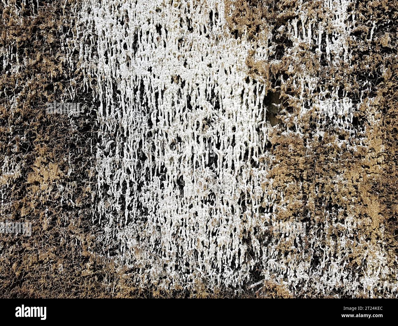 Salt crust on the brushwood bundles of a graduation house. The salt ...