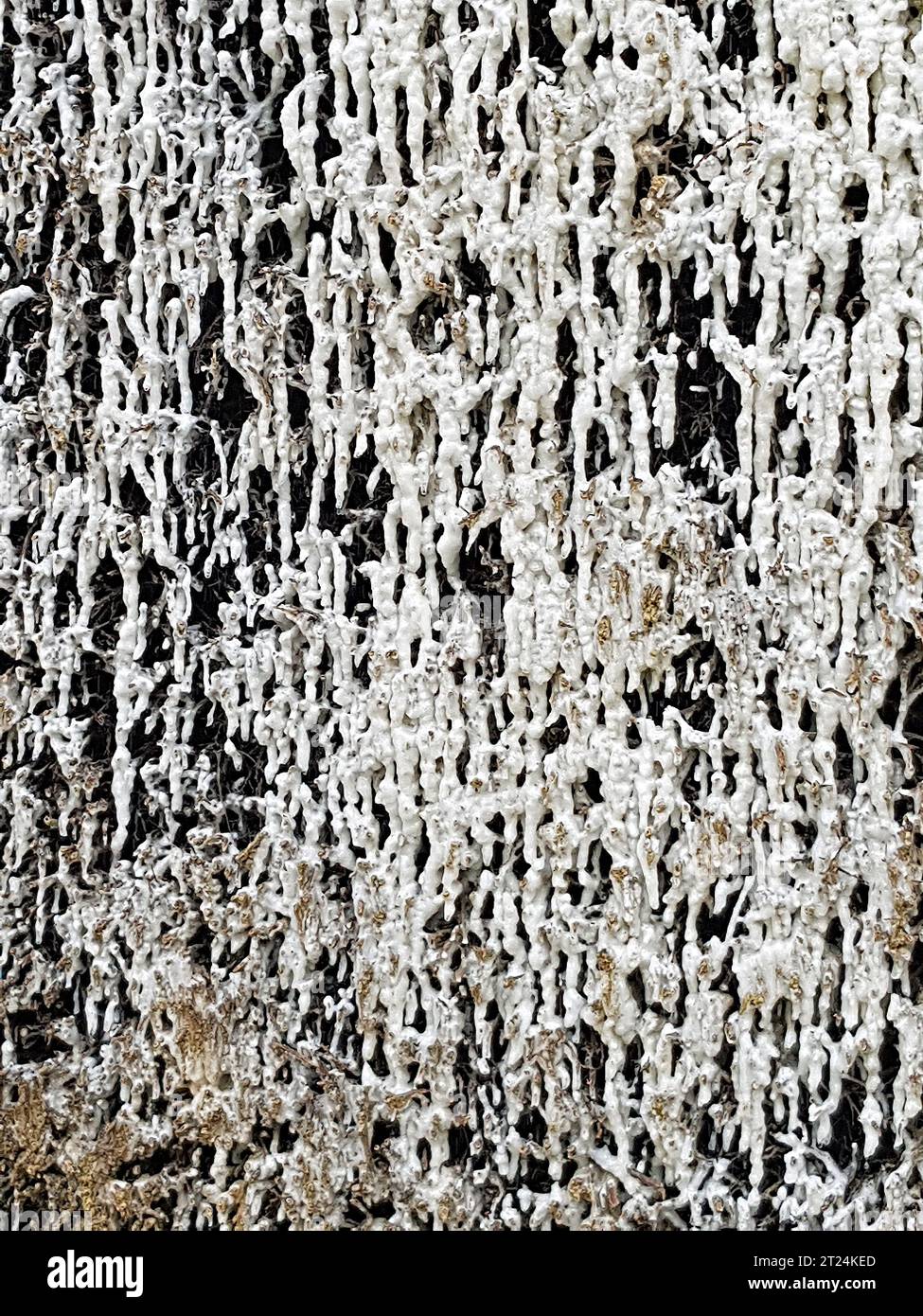 Salt crust on the brushwood bundles of a graduation house. The salt ...