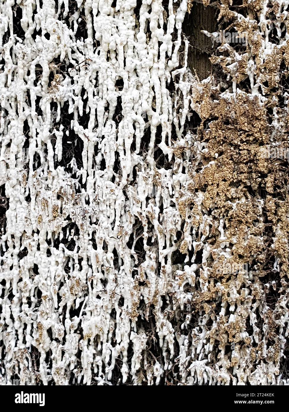 Salt crust on the brushwood bundles of a graduation house. The salt ...