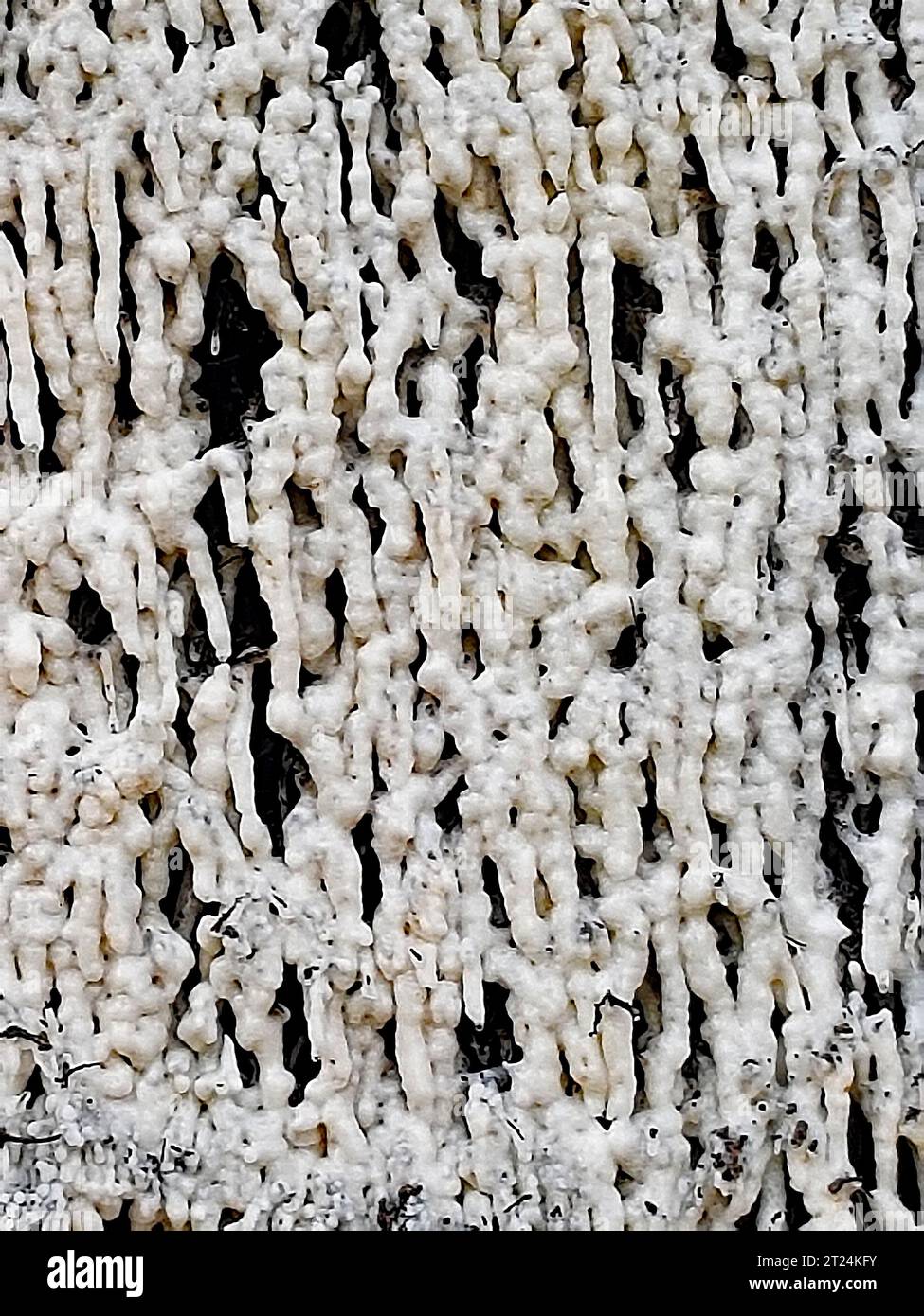 Salt crust on the brushwood bundles of a graduation house. The salt ...