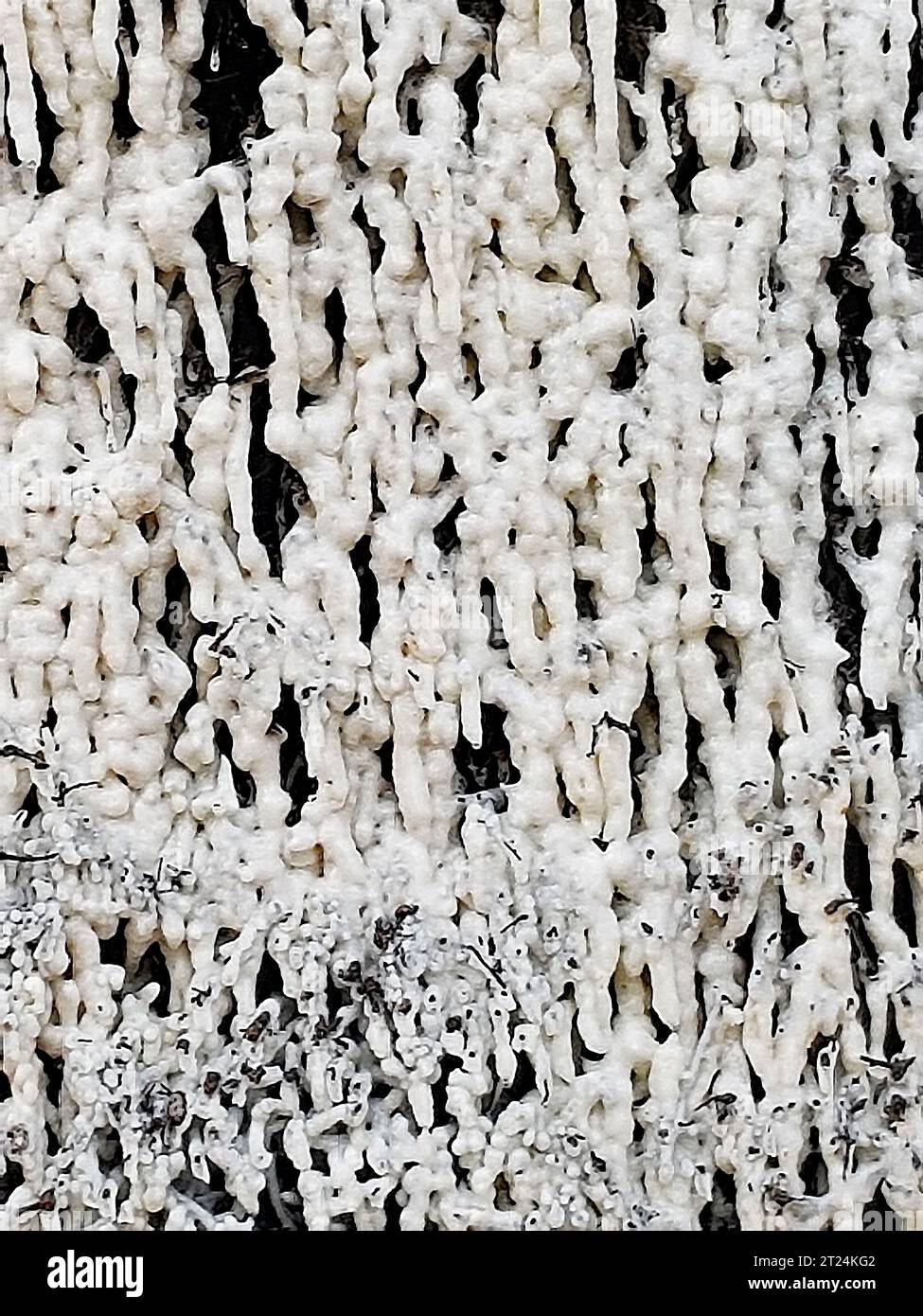Salt crust on the brushwood bundles of a graduation house. The salt ...
