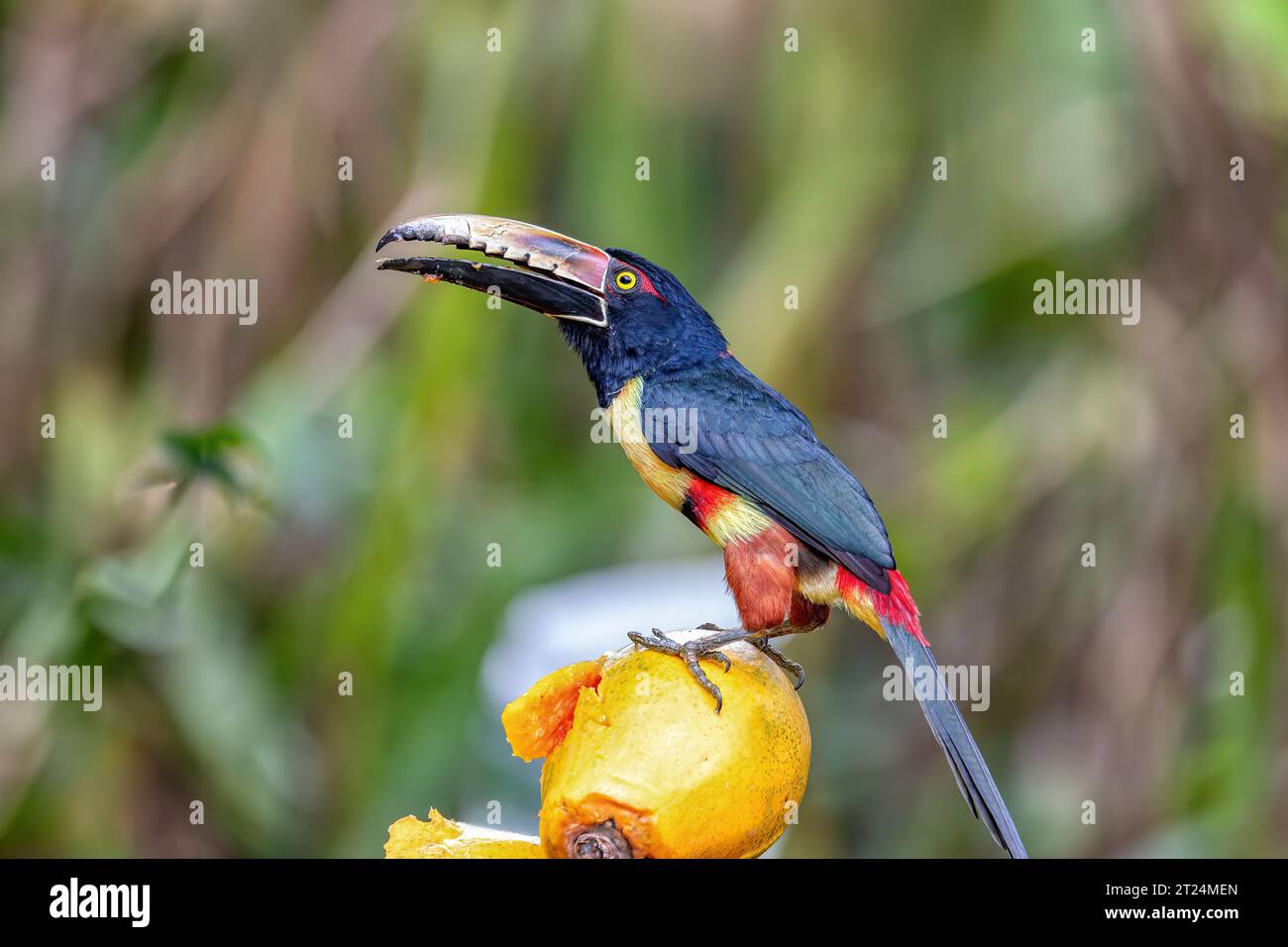 Collared aracari (Pteroglossus torquatus) is a near-passerine bird in ...