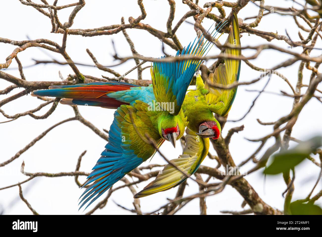 Great green macaw (Ara ambiguus), also known as Buffon's macaw or the ...