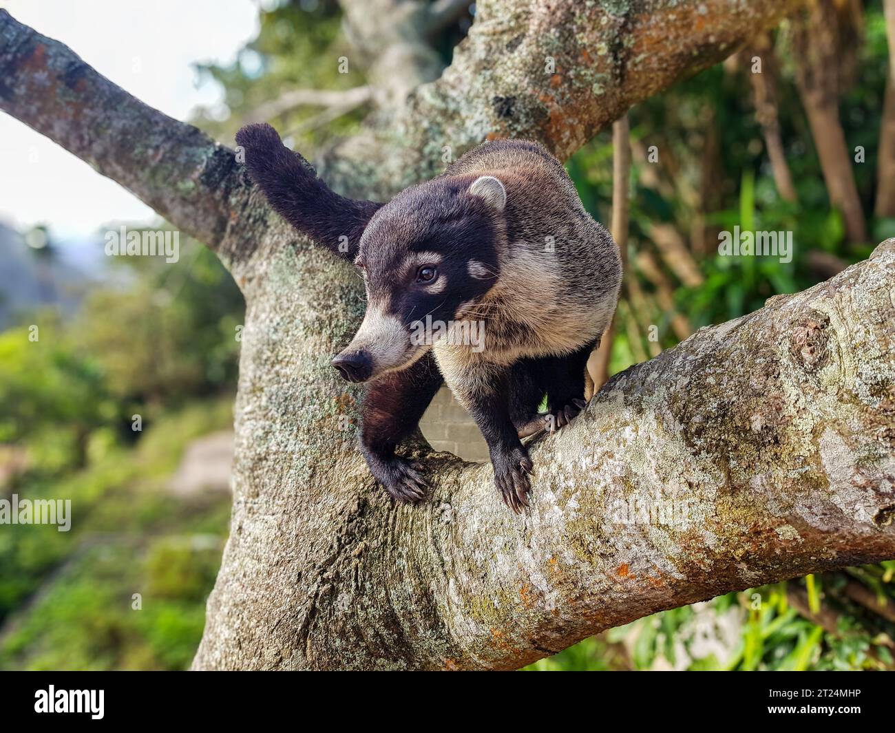 White-nosed coati (Nasua narica), known as coatimundi. Species of coati ...