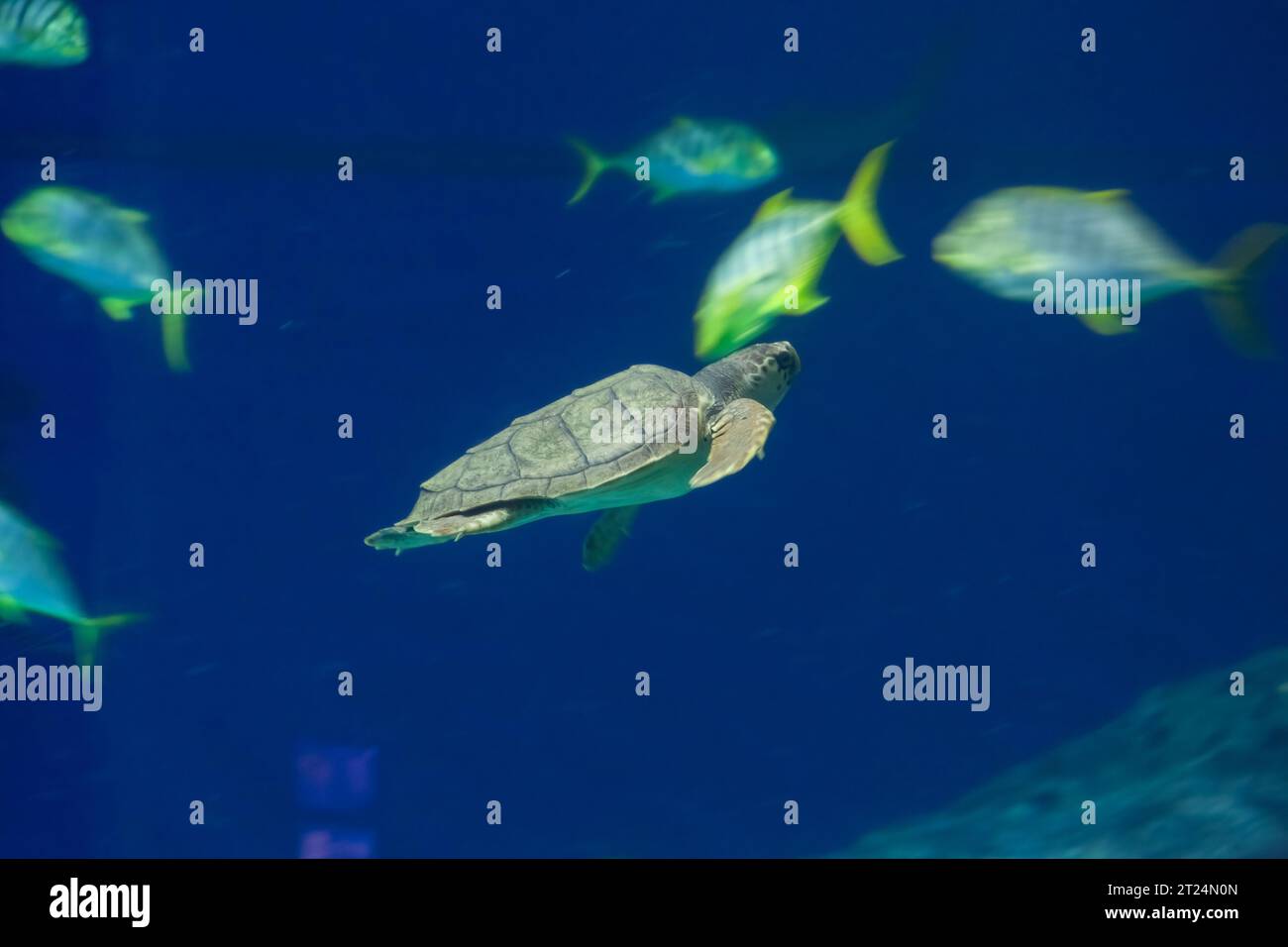 Western pond turtle underwater hi-res stock photography and images - Alamy