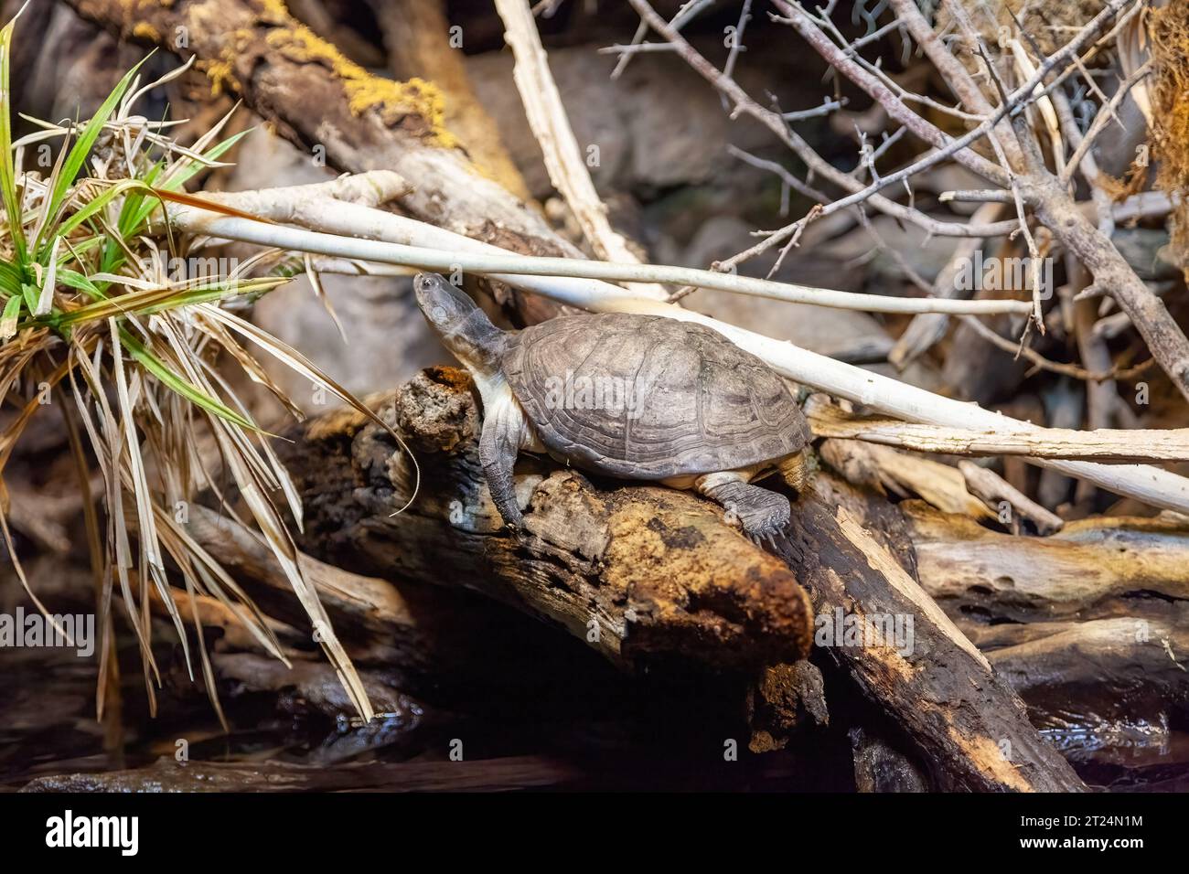 Western Pond Turtles Humboldt,Aquarium Copenhagen Stock Photo - Alamy