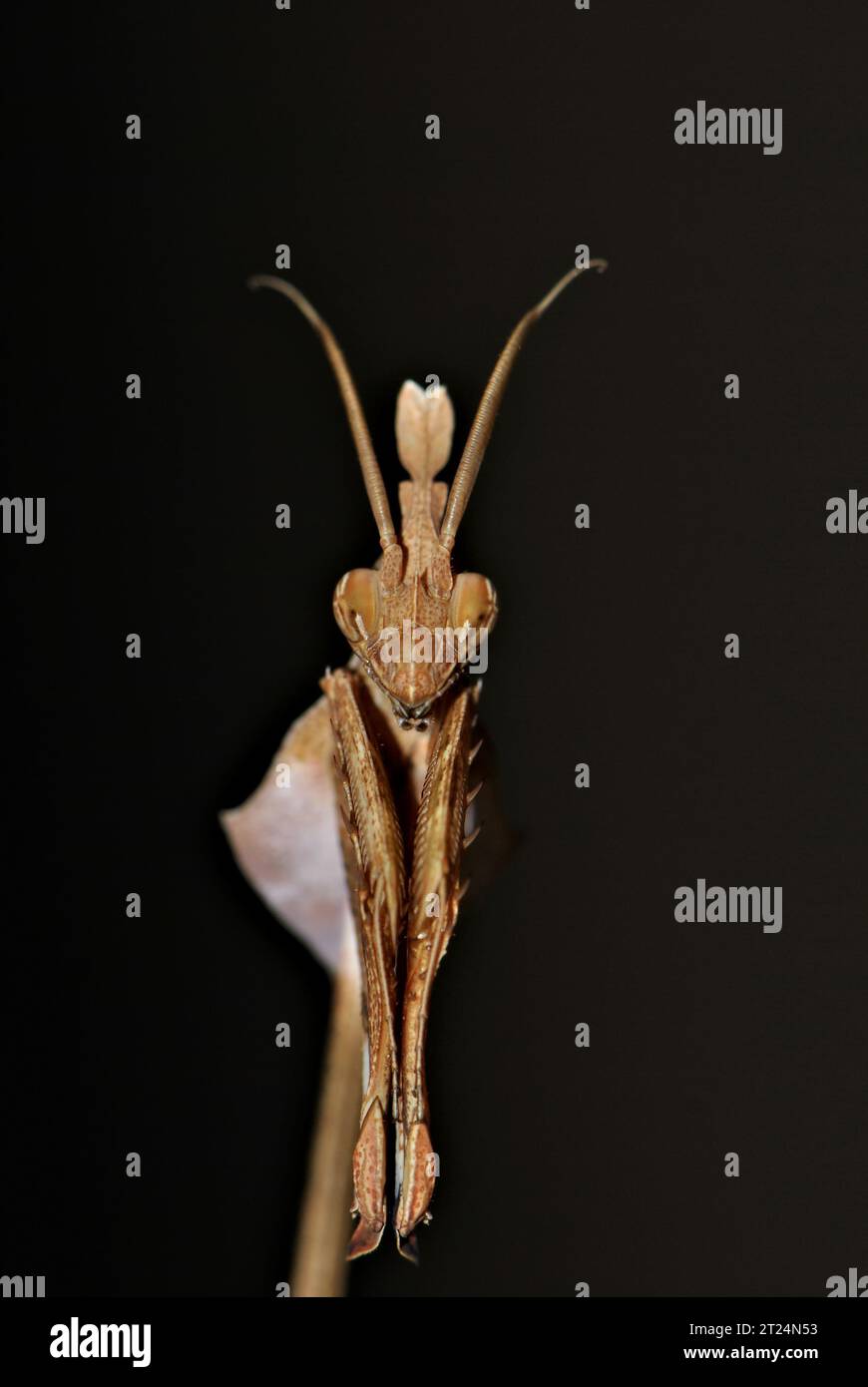Gongylus Gongylodes alien mantis portrait. Close up eye to eye photo of ...