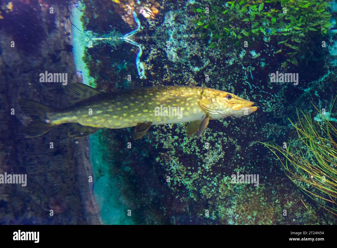Northern cod underwater hi-res stock photography and images - Alamy