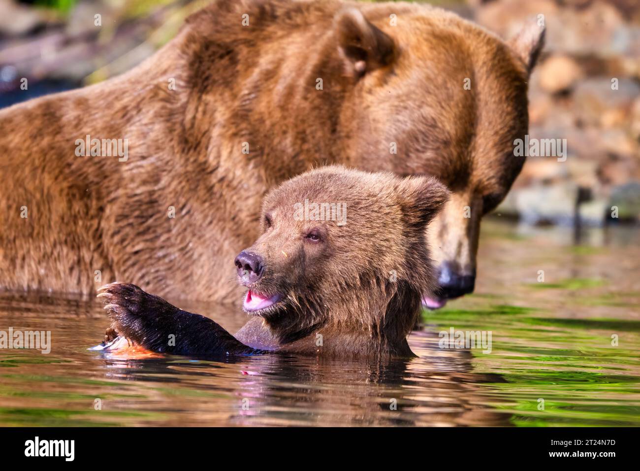 The Alaskan Brown Bears (Ursus horribilis) feasting on sockeye salmon ...