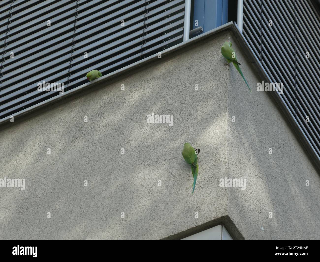 Cologne, Germany. 14th Oct, 2023. Green parrots in Cologne. Collared ...