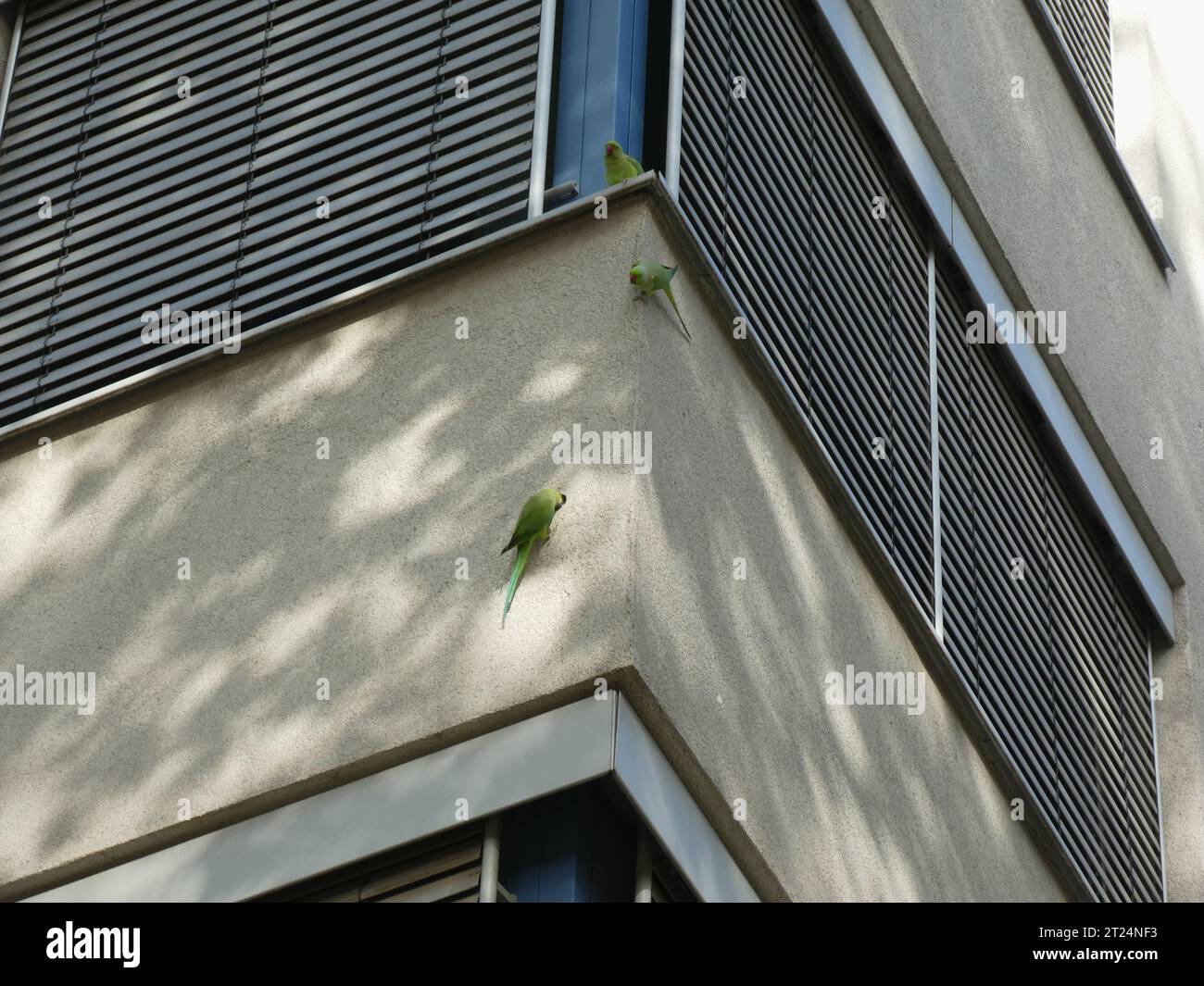 Cologne, Germany. 14th Oct, 2023. Green parrots in Cologne. Collared ...