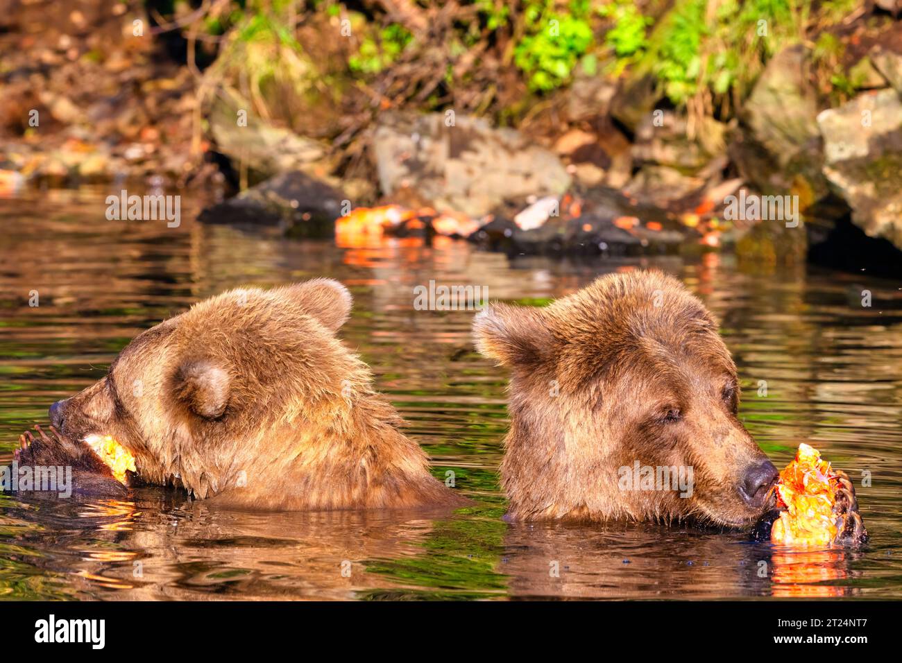 The Alaskan Brown Bears (Ursus horribilis) feasting on sockeye salmon ...