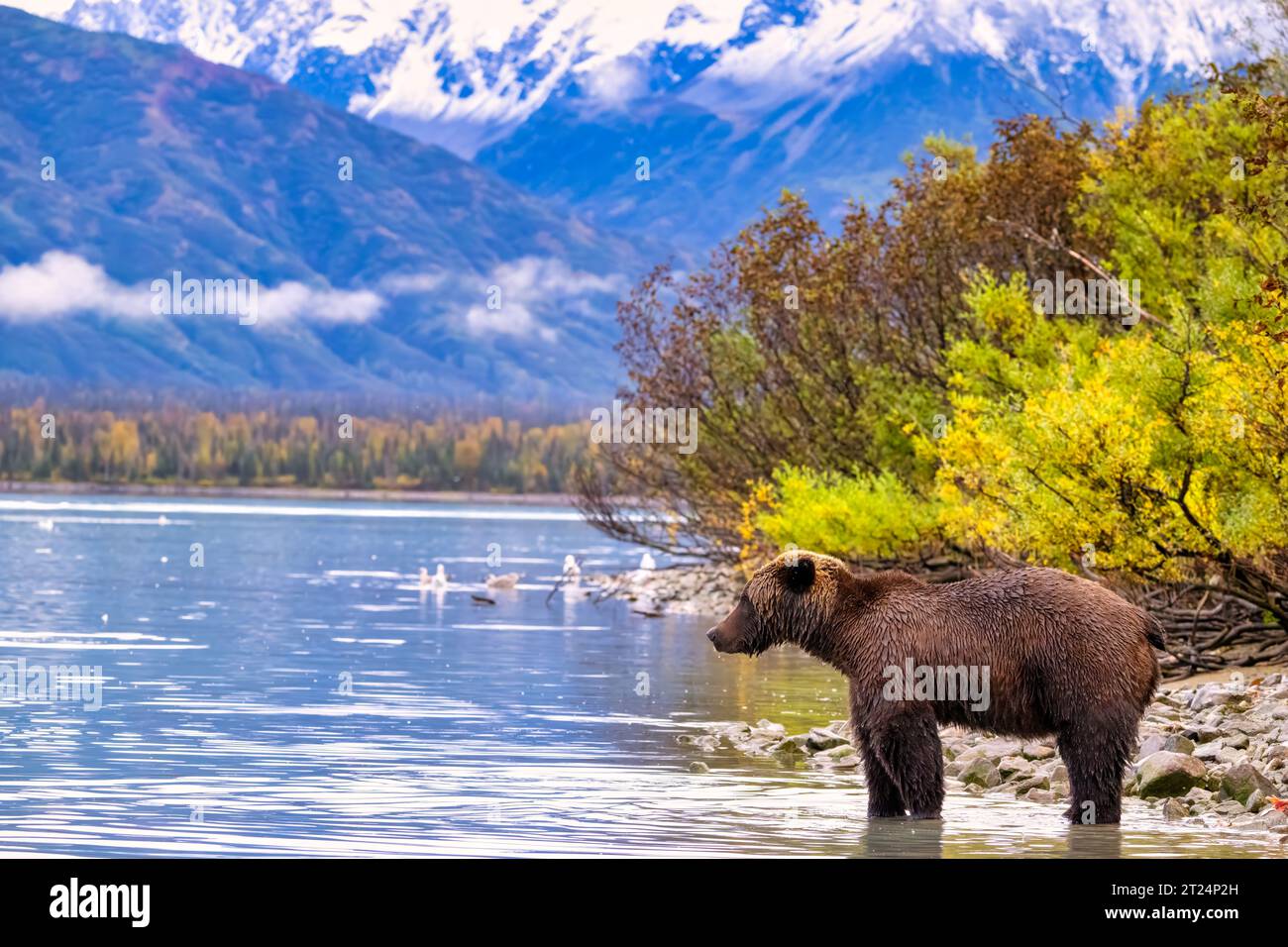 An Alaskan Brown Bear (Ursus horribilis) at Lake Clark National Park ...
