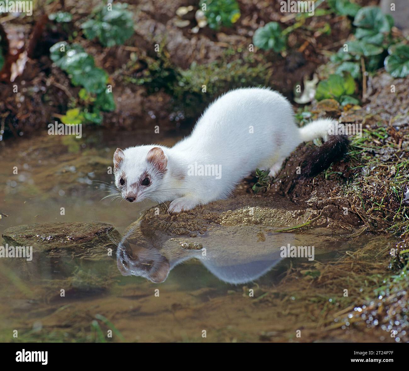 Stoat in winter coming to drink from a brook. Winter and no snow: a ...
