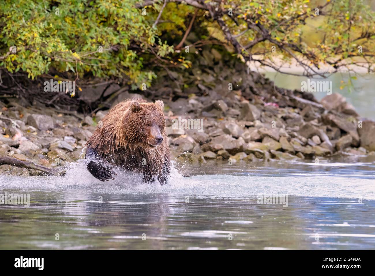 An Alaskan Brown Bear (Ursus horribilis) at Lake Clark National Park ...