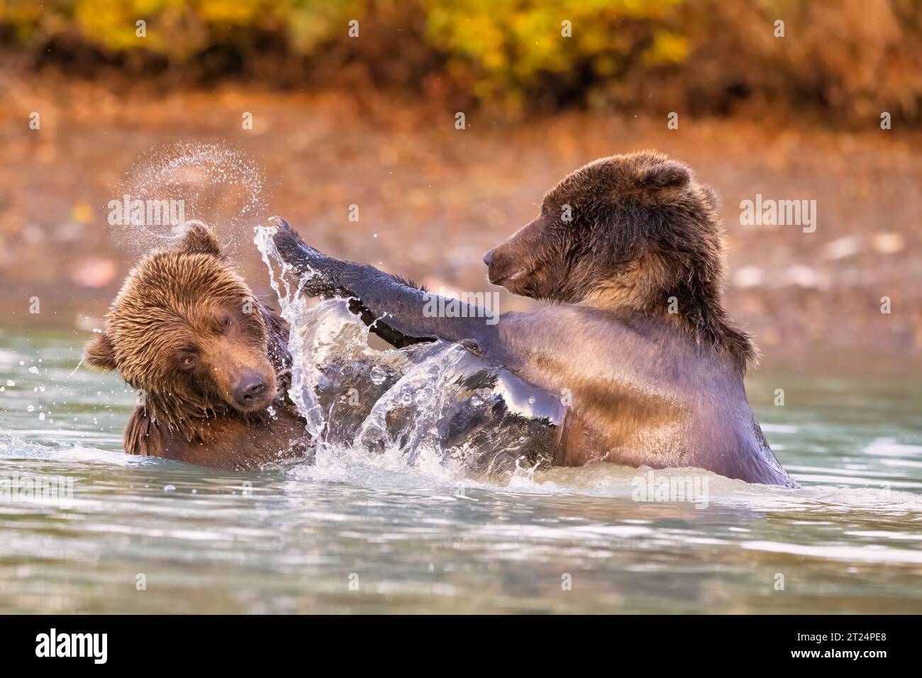 Two Alaskan Brown Bears (Ursus horribilis) fighting in a river Stock ...