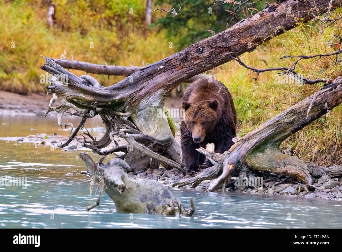 An Alaskan Brown Bear (Ursus horribilis) at Lake Clark National Park ...