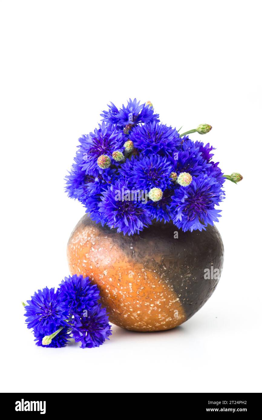 Blue cornflower blooming on Cut Out Stock Images & Pictures - Alamy