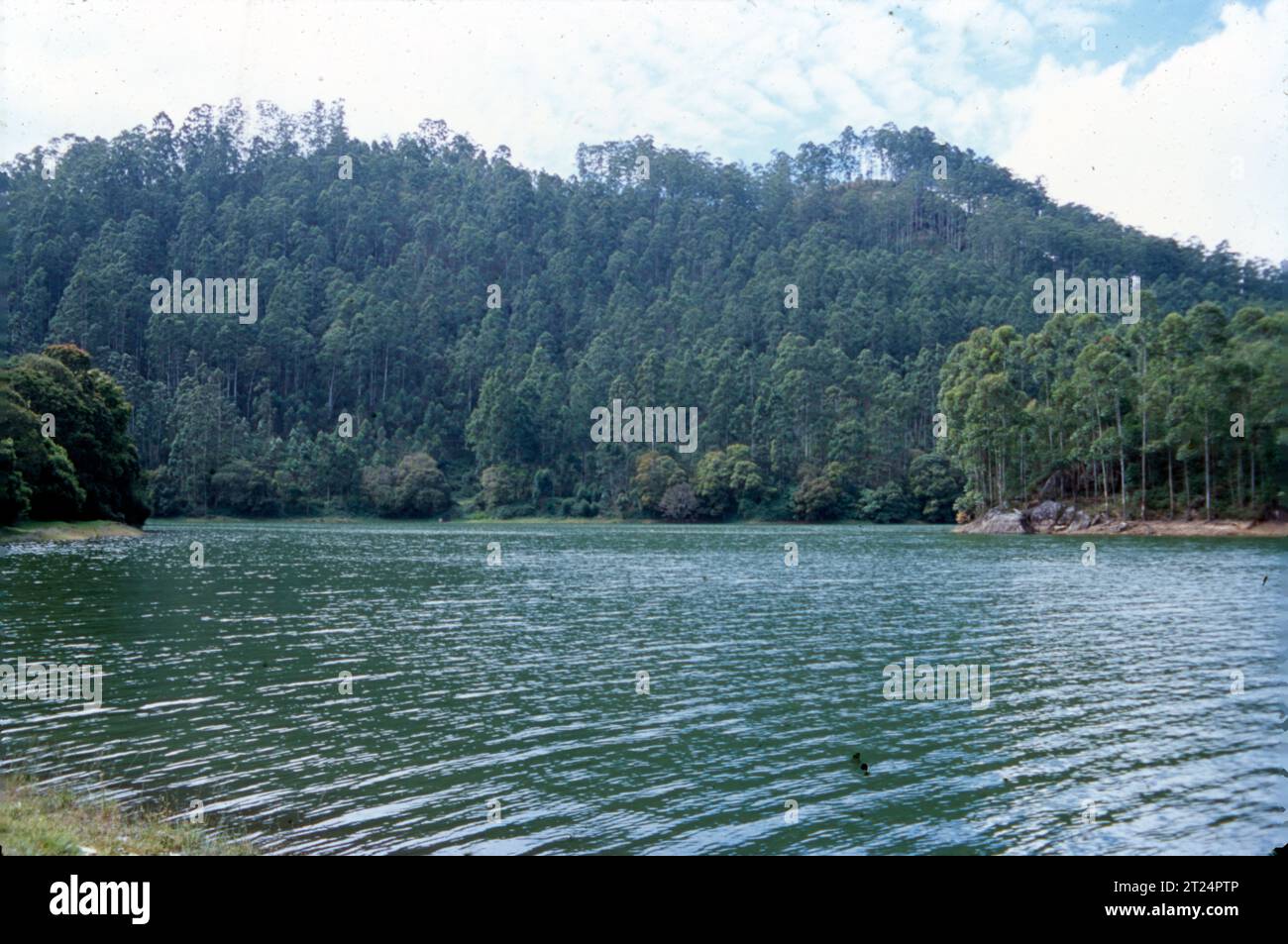 Kundala Lake, 20 Kms from Moonar, Kerala, India Stock Photo - Alamy