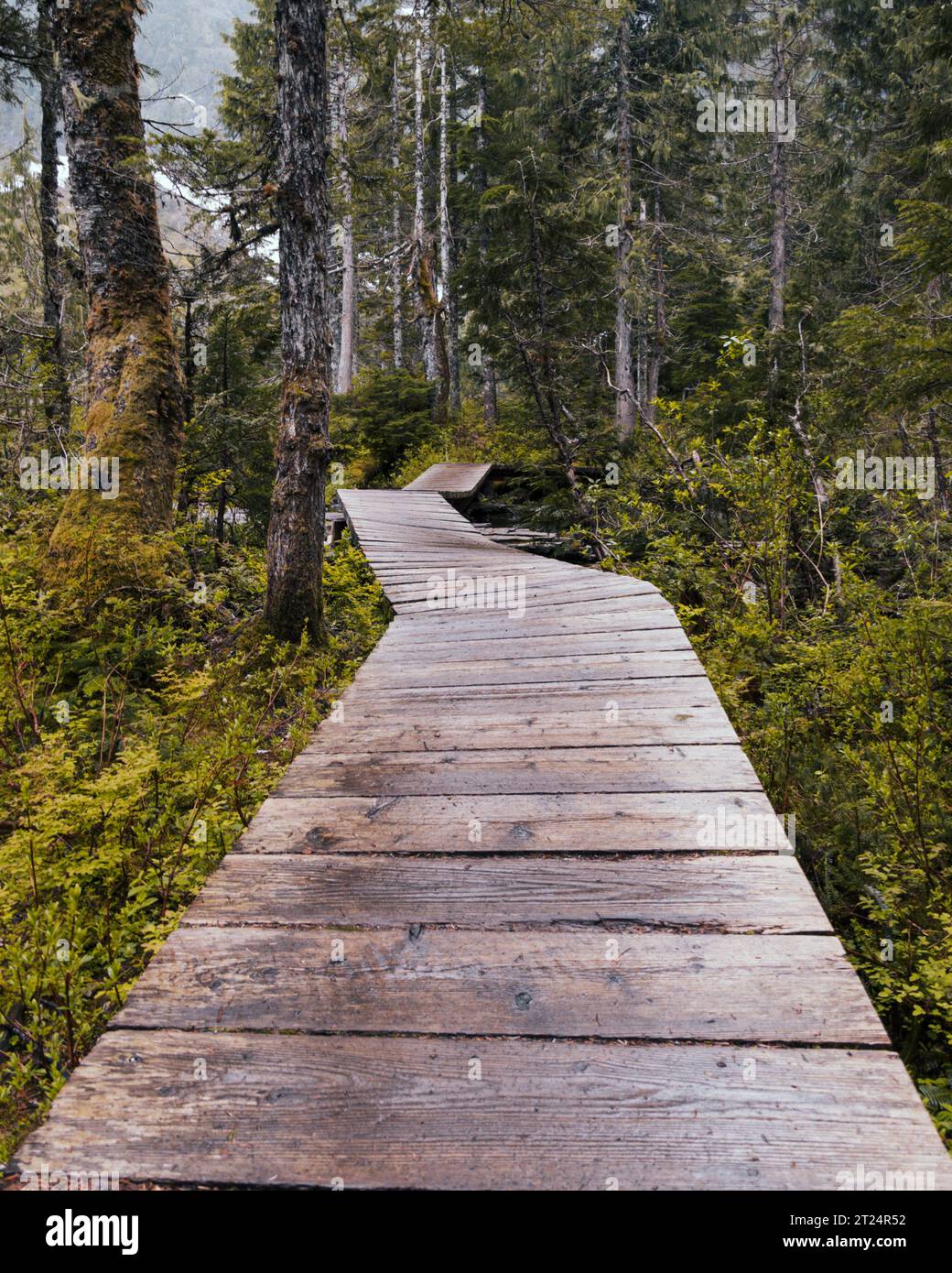 A winding wooden pathway leading through lush mountainous terrain ...