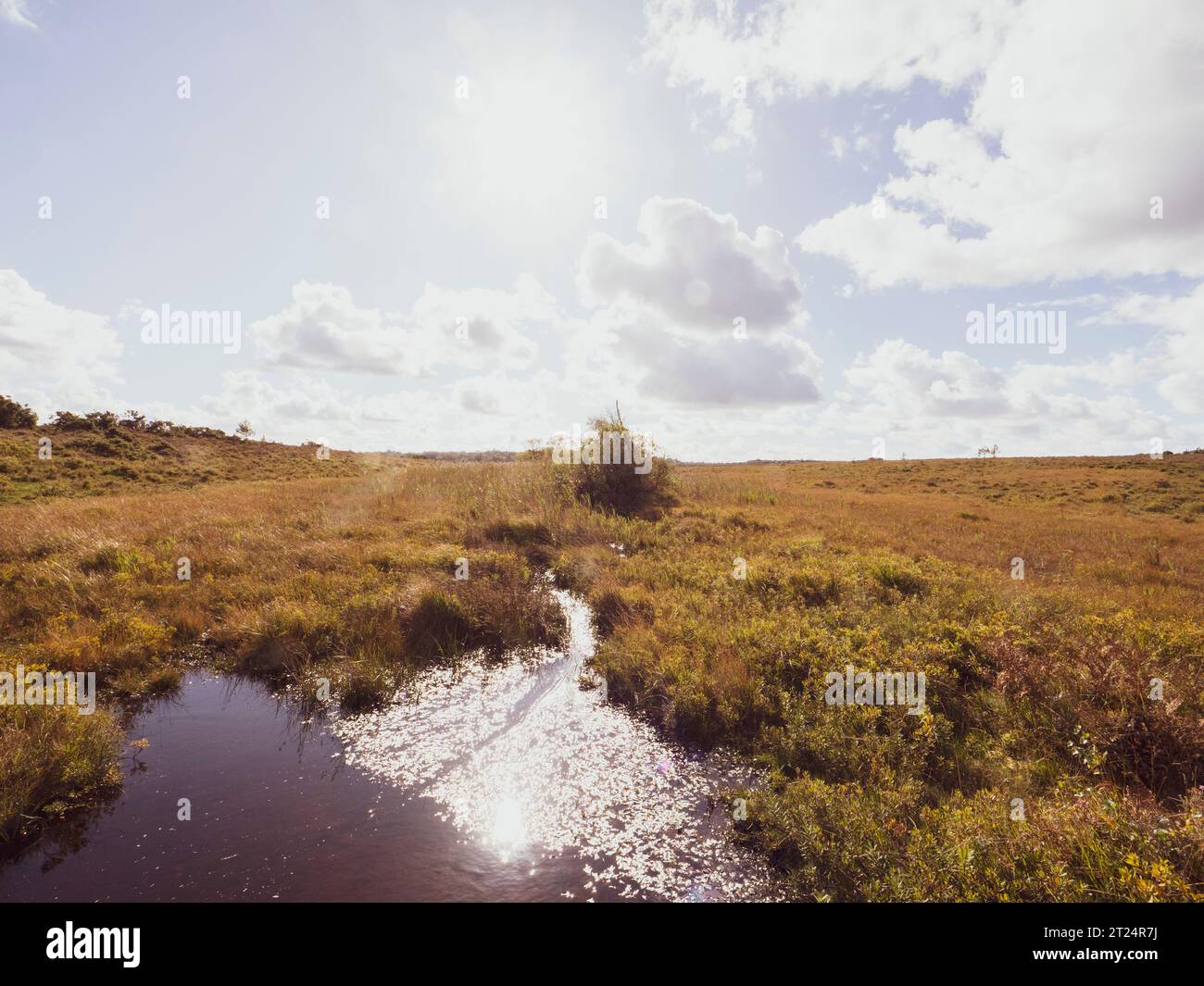 Stream with Aquatic Plants, New Forest National Park, Brockenhurst ...
