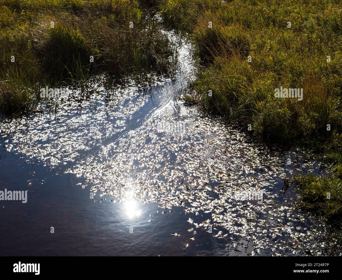Stream with Aquatic Plants, New Forest National Park, Brockenhurst ...