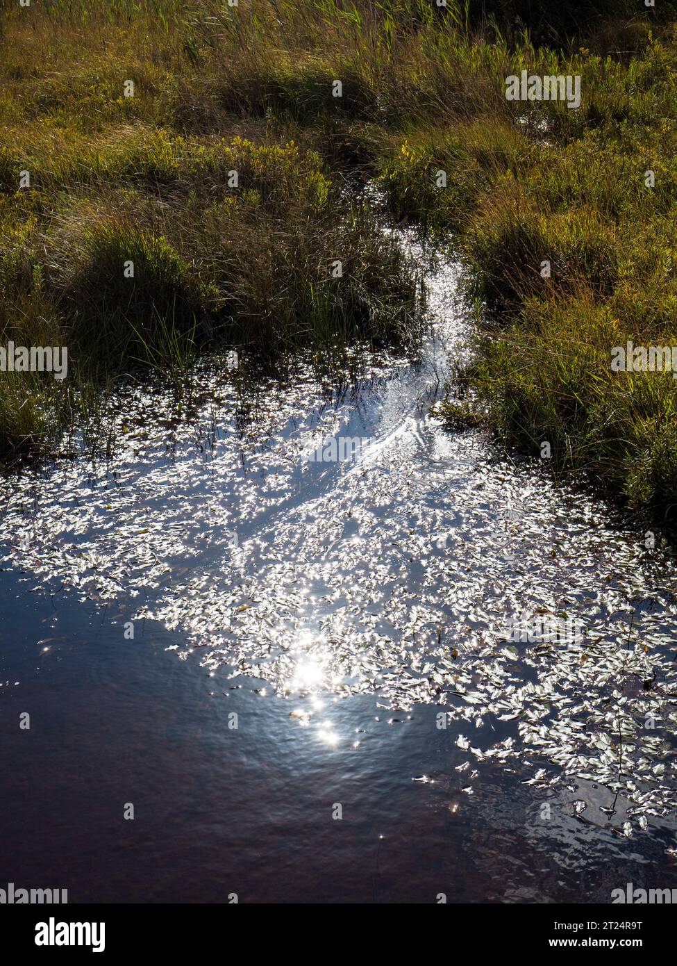 Stream with Aquatic Plants, New Forest National Park, Brockenhurst ...